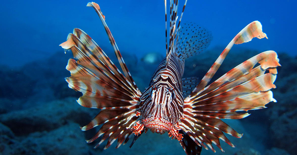 Perché il cuoio realizzato con pelle di pesce e funghi è ormai di gran ...