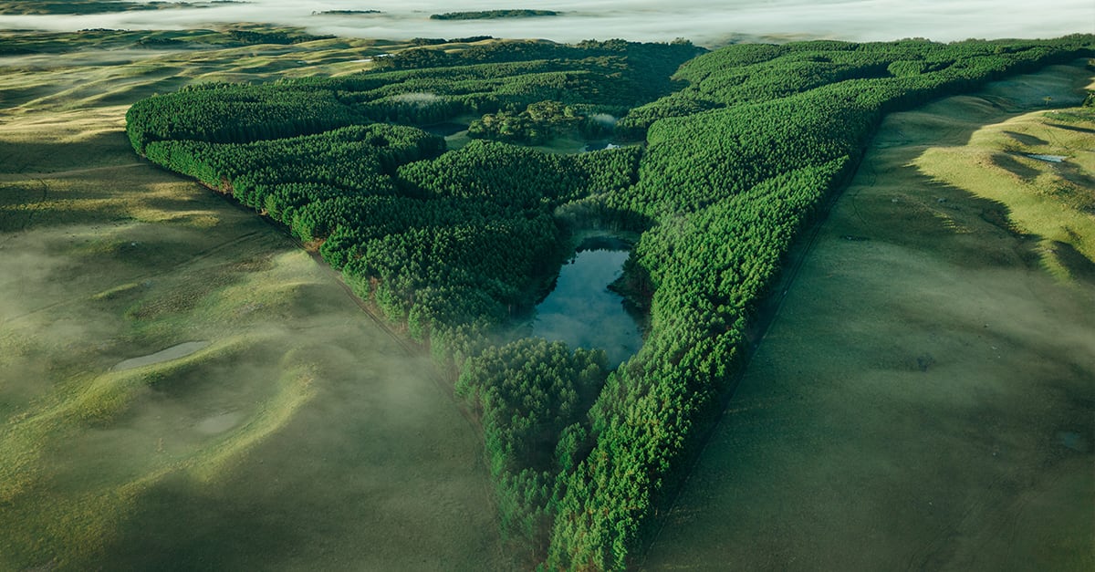 The rapid rise of nature-based investments | Lombard Odier