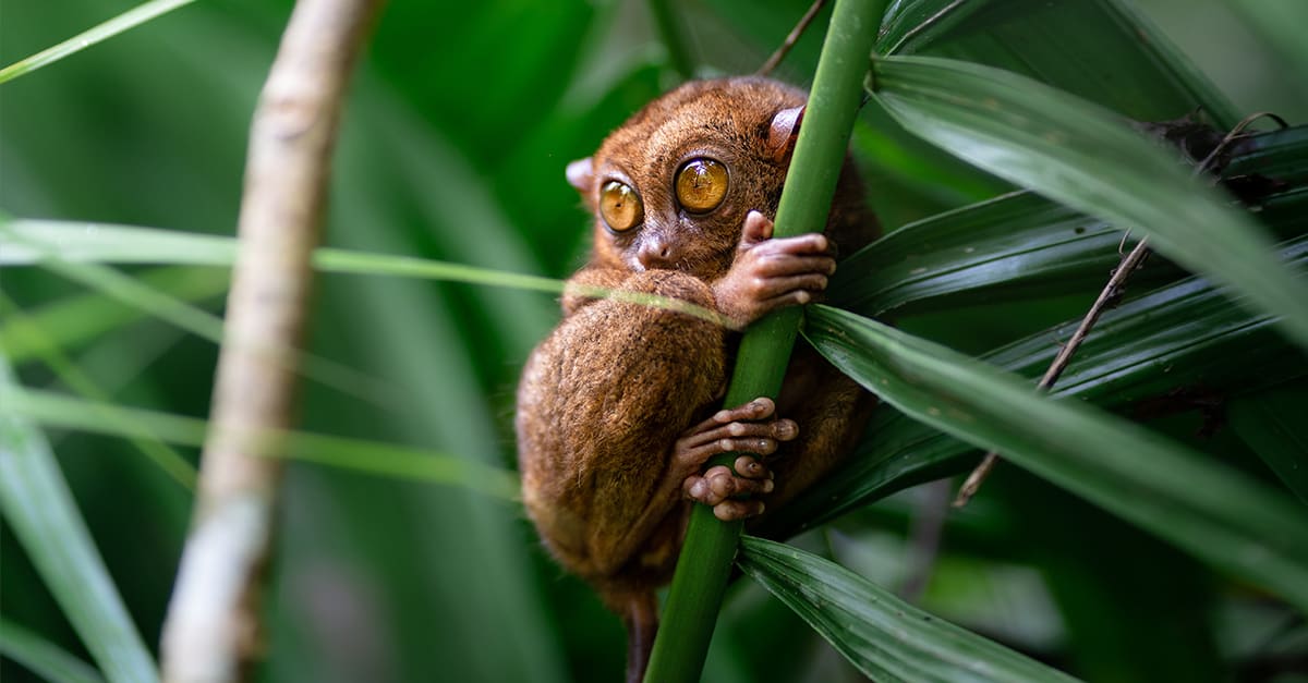 Biodiversity_LOgreen.jpg