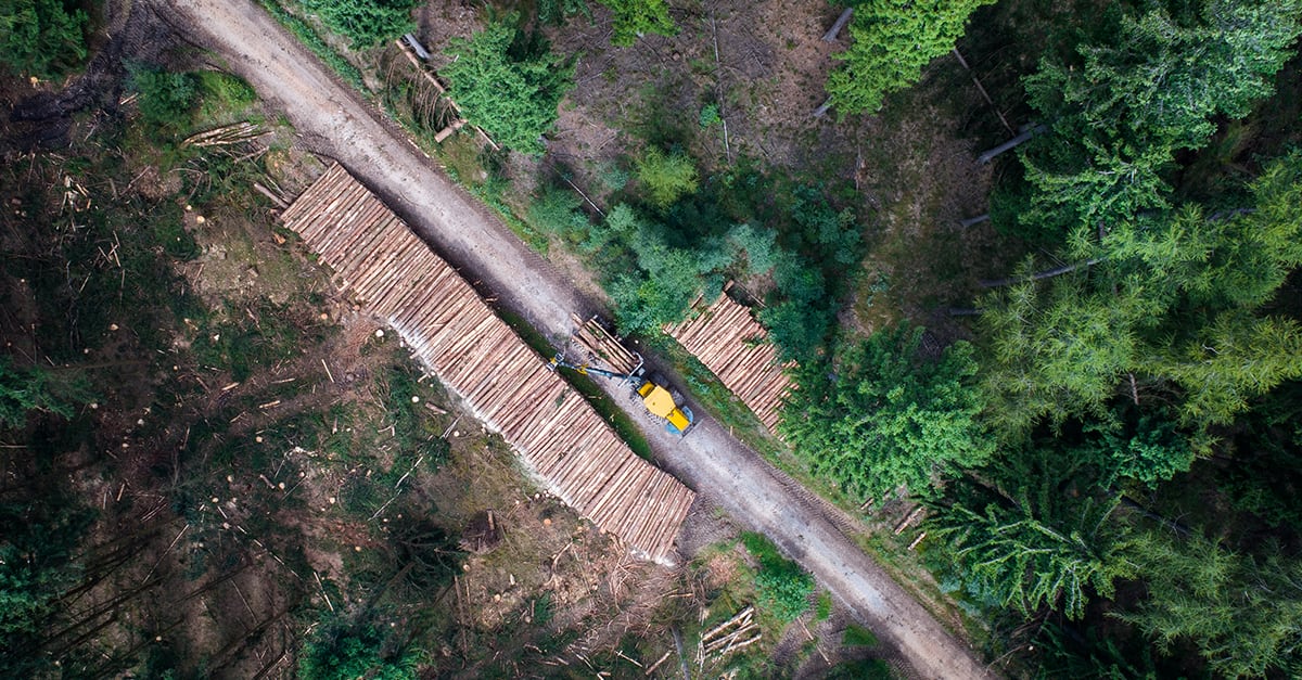 Deforestation_LOgreen.jpg
