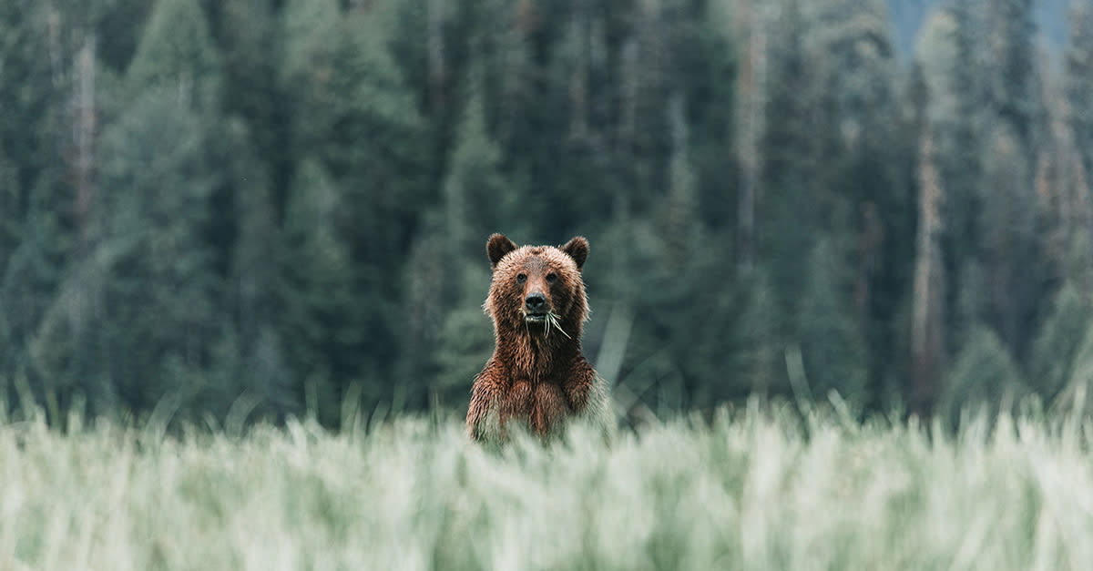 Bear markets and equity outlook | Lombard Odier