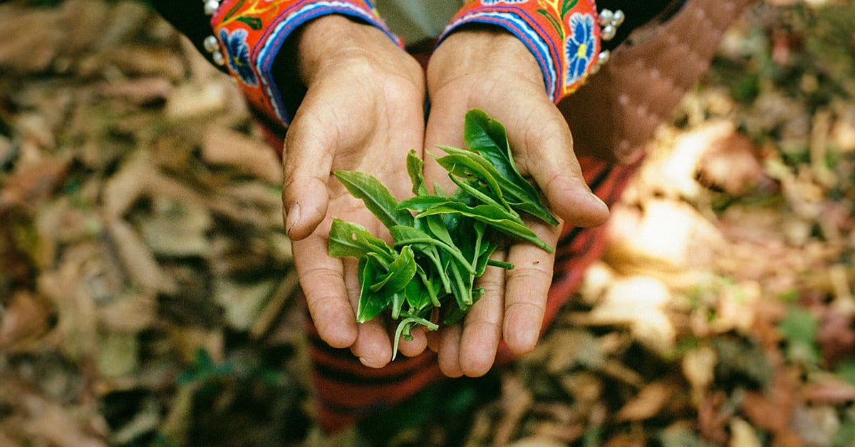 Monsoon Tea : l'entreprise qui produit du thé de haute qualité en ...