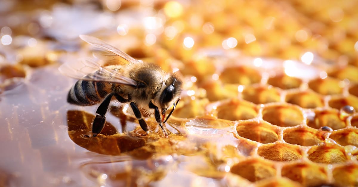 L’approche de BeeHero révolutionne l’apiculture | Lombard Odier