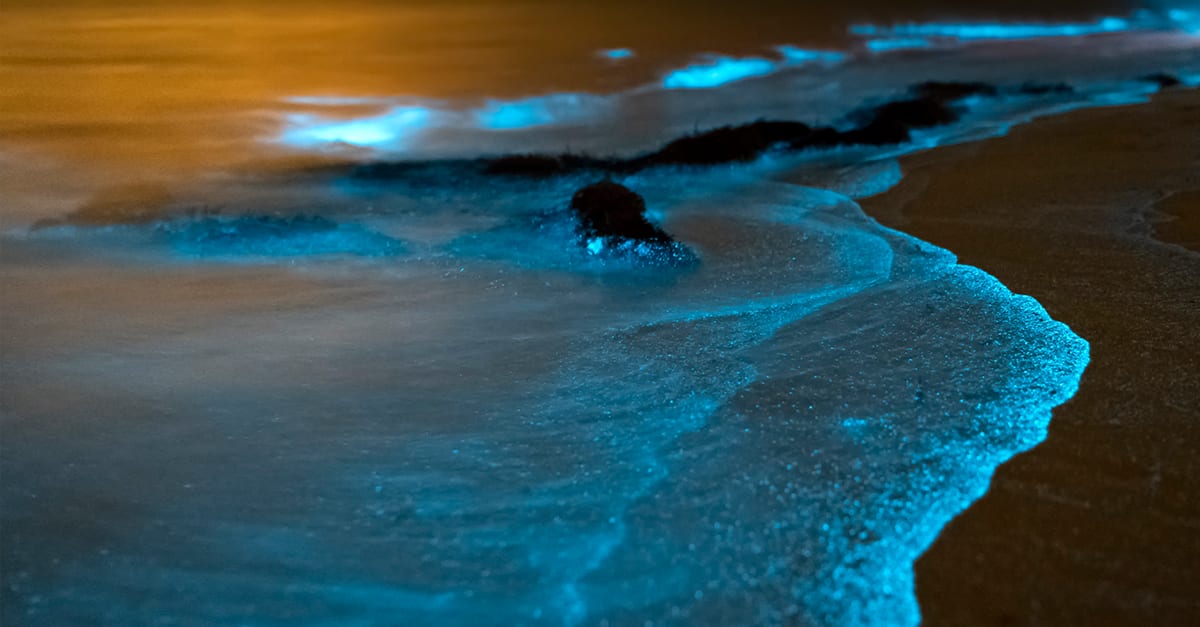 Meet Glowee, the startup creating sustainable lighting from ...