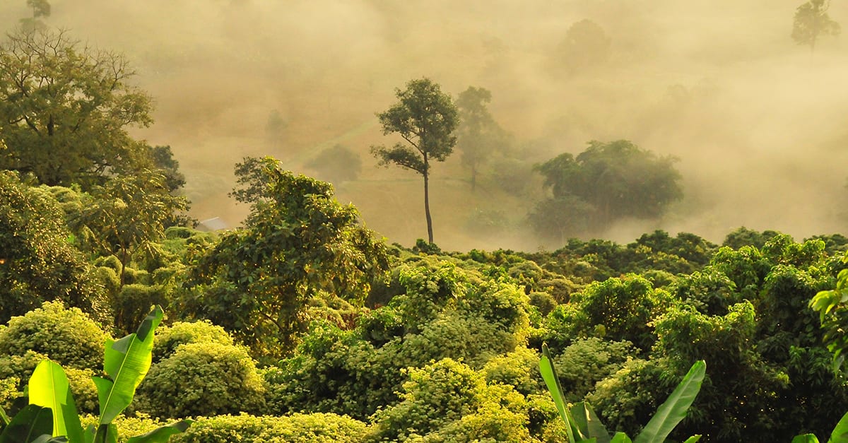 Let's invest in nature | Lombard Odier