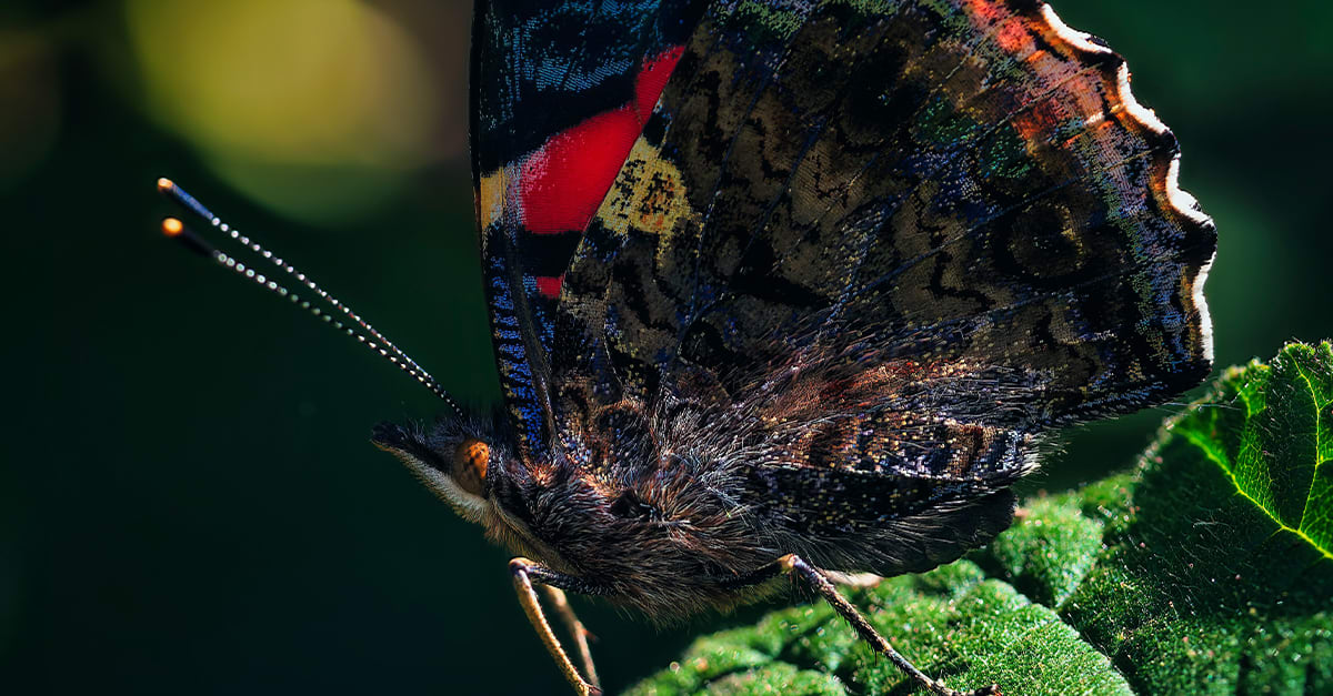 Asia’s biodiversity challenge | Lombard Odier Asia