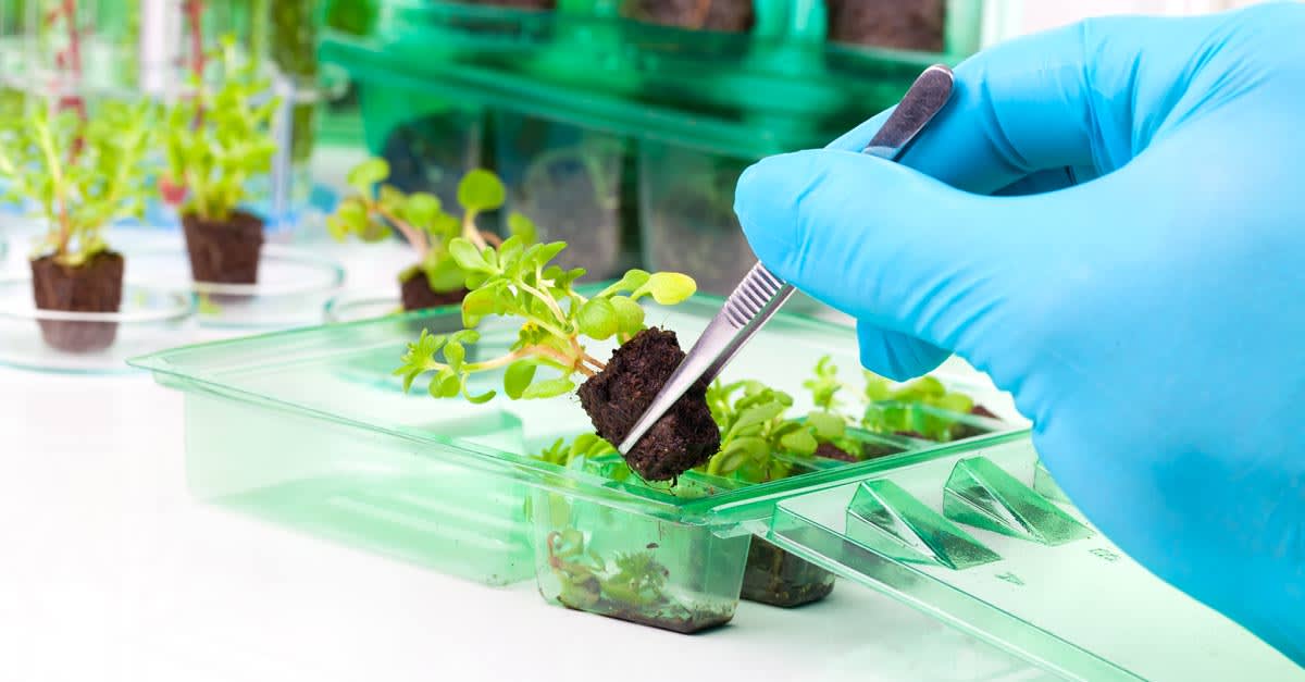 Building new food systems with GM crops | Lombard Odier