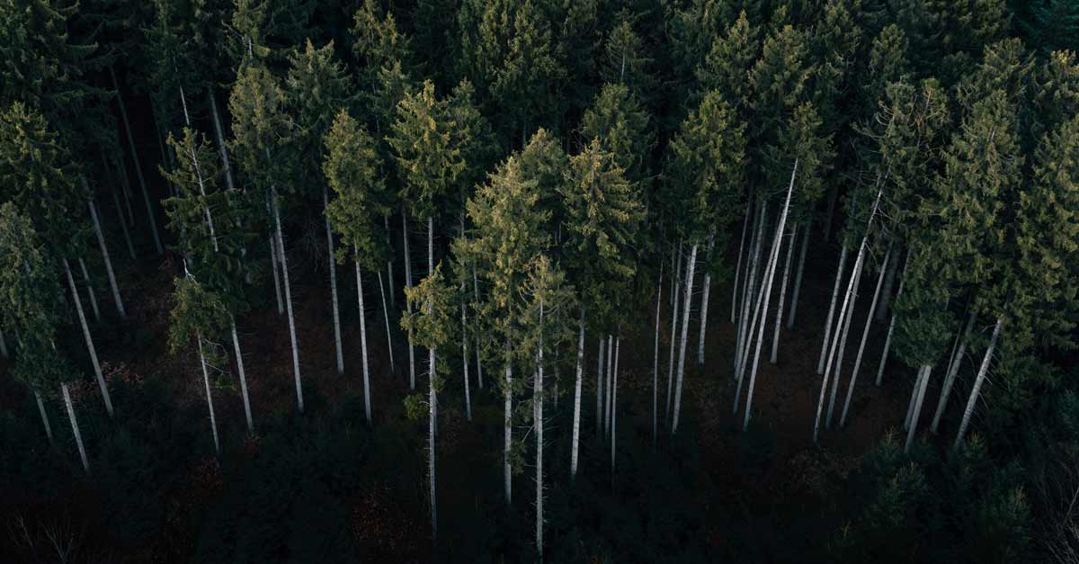 Finding equity opportunities in the deforestation fight | Lombard Odier