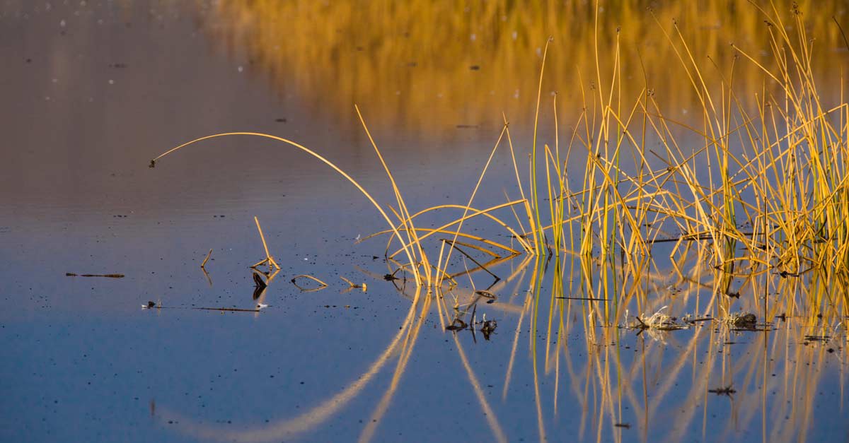 How fungi and lizards help the economy | Lombard Odier