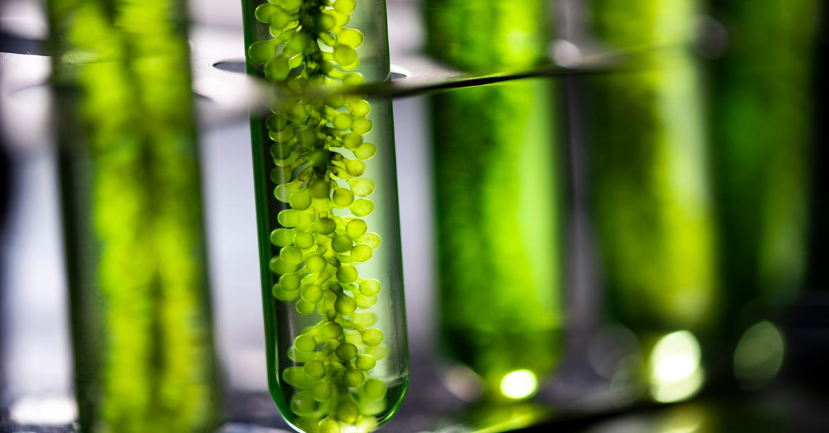 Biomaterialien: die erneuerbare Alternative aus der Natur | Lombard Odier