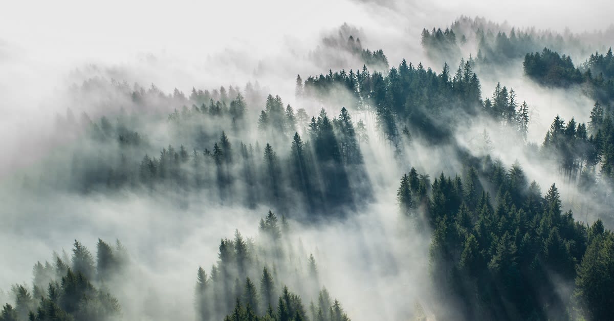 Forest Investor Club: investing in nature on the way to net zero ...