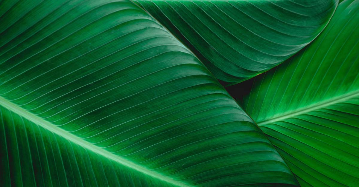 What is Natural Capital? | Lombard Odier