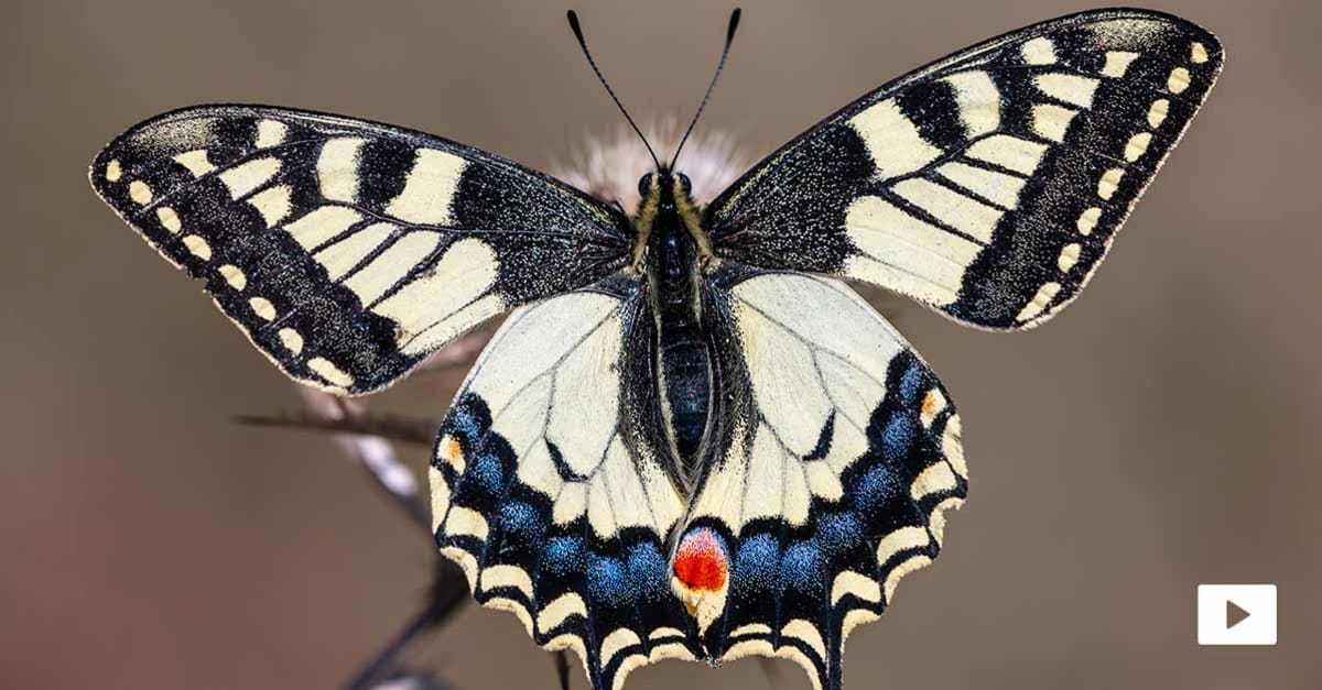 The butterfly effect: harnessing and preserving the power of nature ...