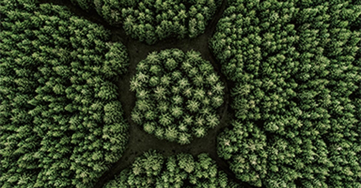 Investing in Nature: the true engine of our economy | Lombard Odier