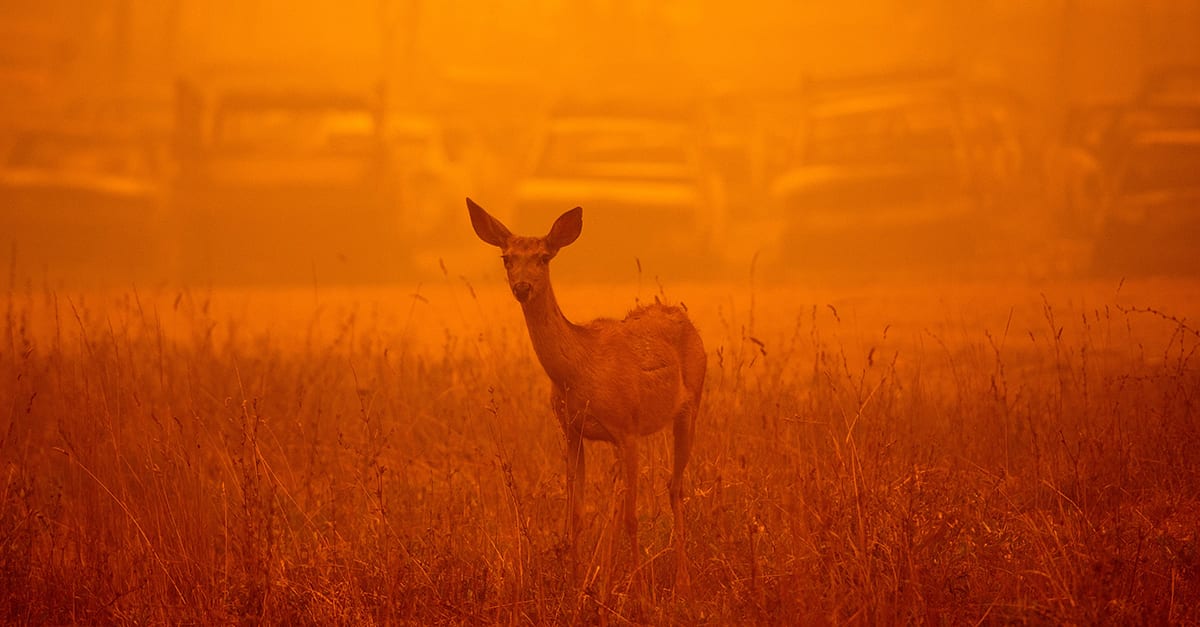 Building a Circular Bioeconomy to address the growing risk of wildfires ...