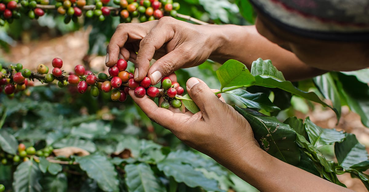 Can the bioeconomy help save the Amazon | Lombard Odier