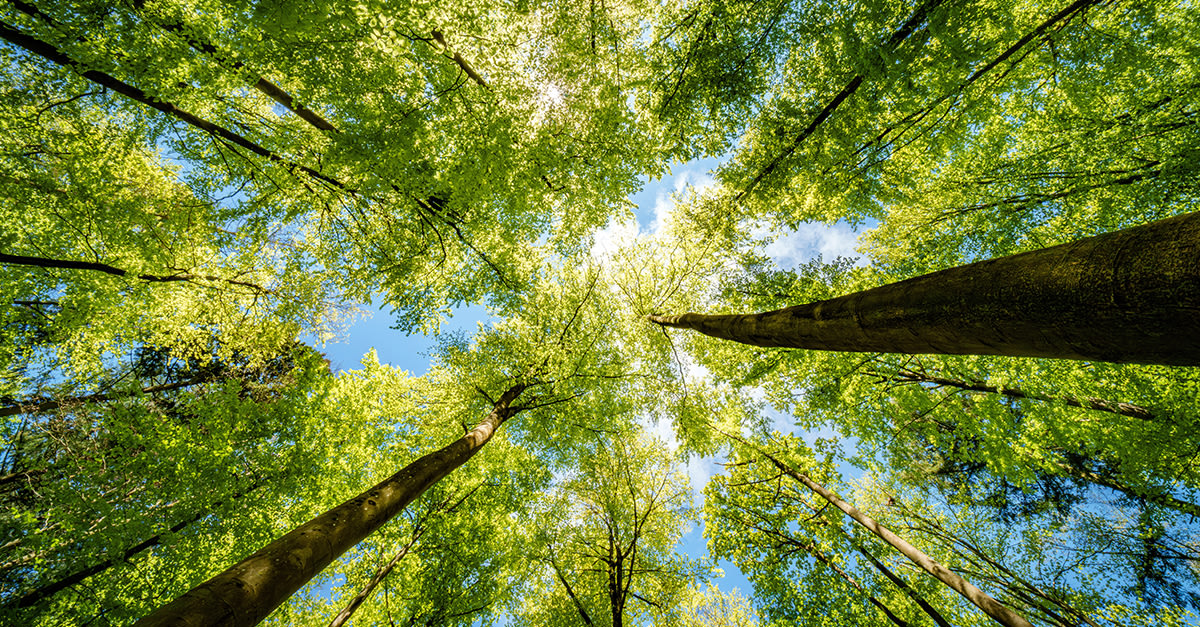 Why we need to invest in our forests now | Lombard Odier