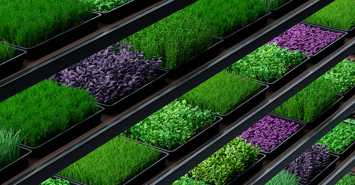 Vertical farming’s path to sustainable growth and profitability ...